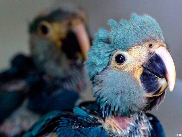 Por primera vez en 14 años nacen dos guacamayos azules: una especie en ...