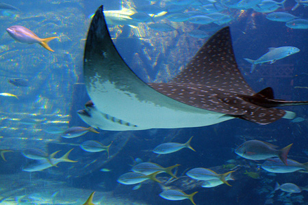 Retorno de especies acuáticas y desarrollo turístico impulsan ...