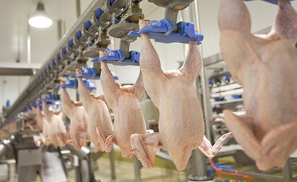 Gran Misión Abastecimiento Soberano supervisa matadero Avícola Manacú ...