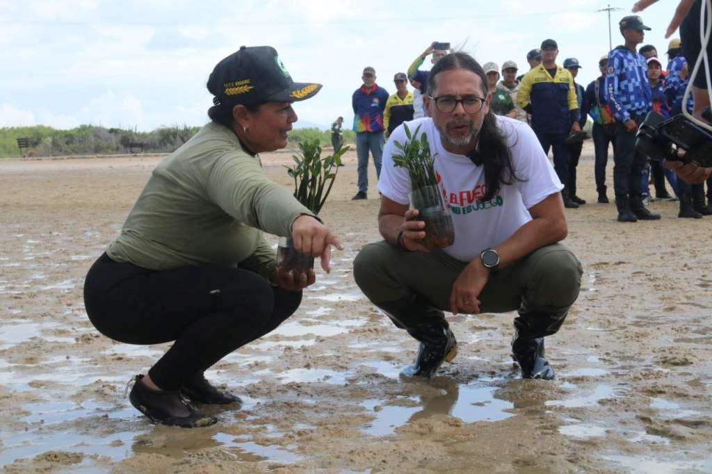 Impulsan la recolección de semillas de mangle rojo para reforestar La ...